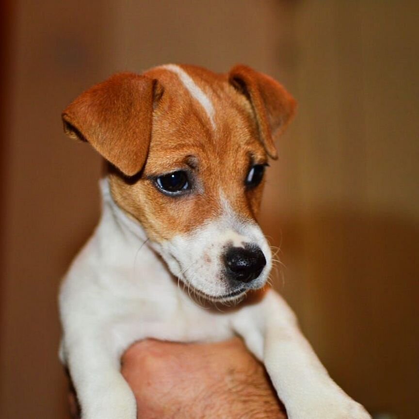 Продам щенка Джек Рассела