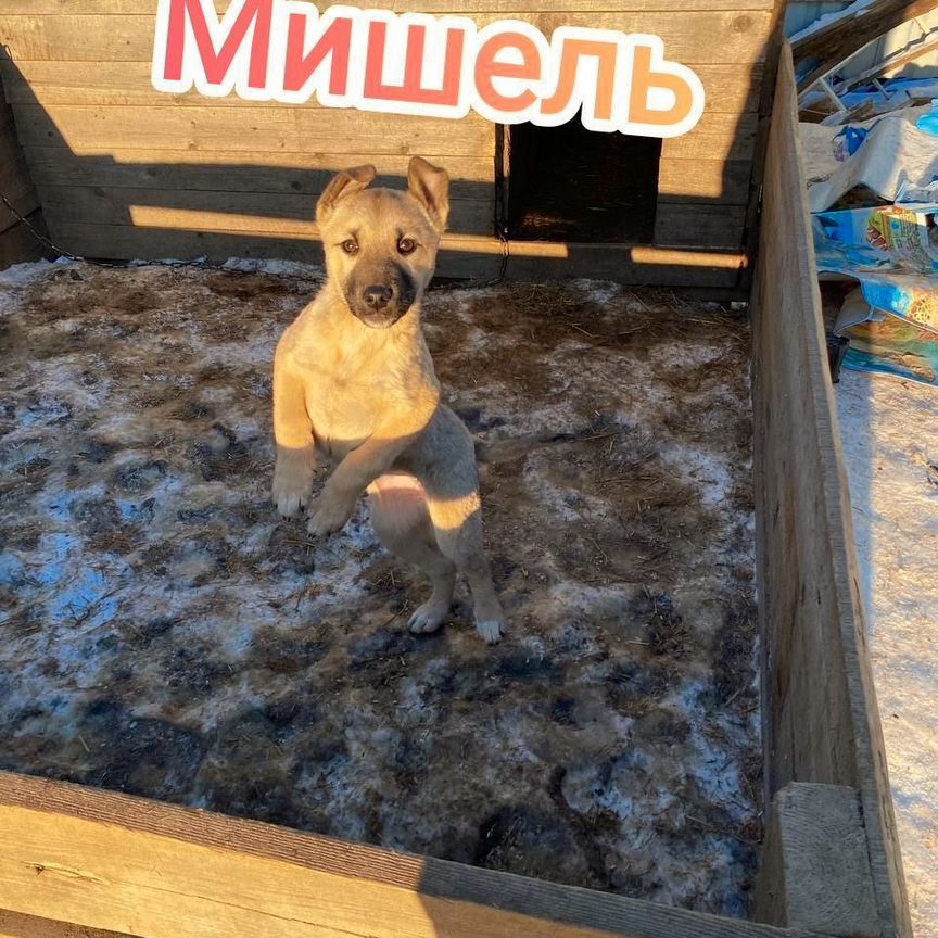 Щенки бесплатно в добрые руки