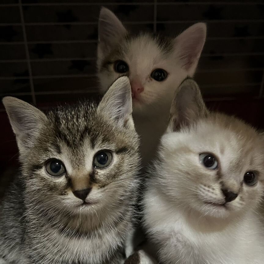 Котята в добрые руки