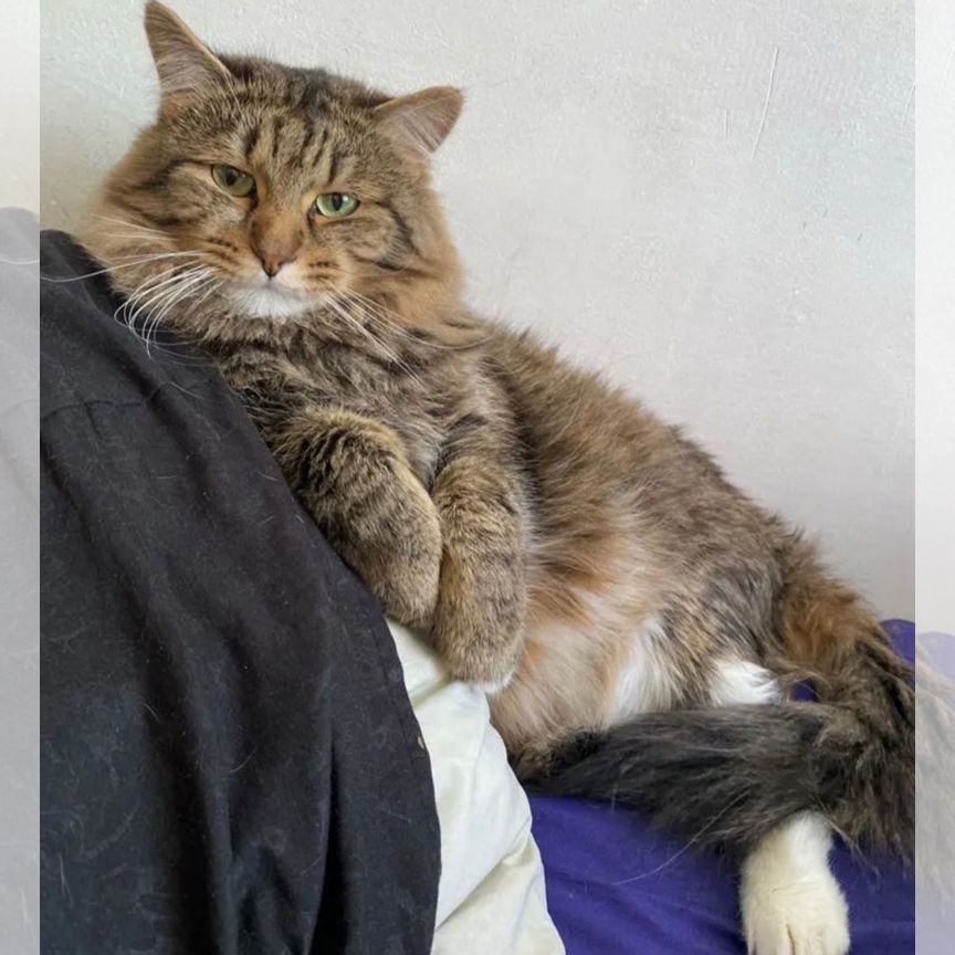 Котик ищет дом