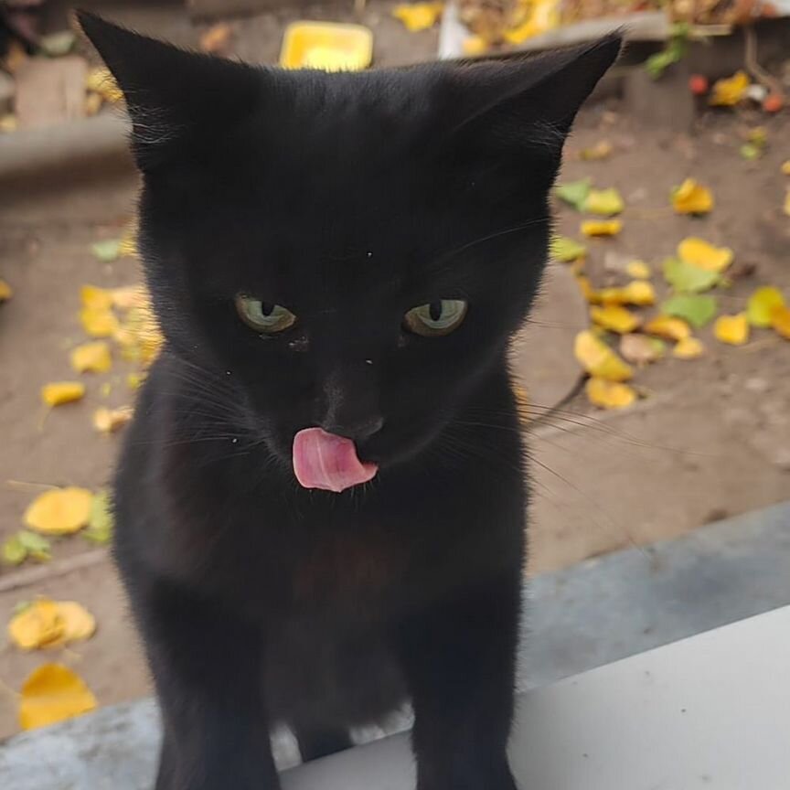 Котик в добрые руки, Крис