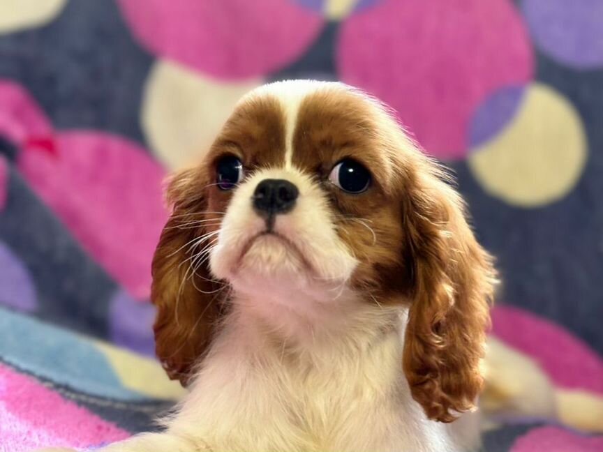 Бленхейн девочки ккчс