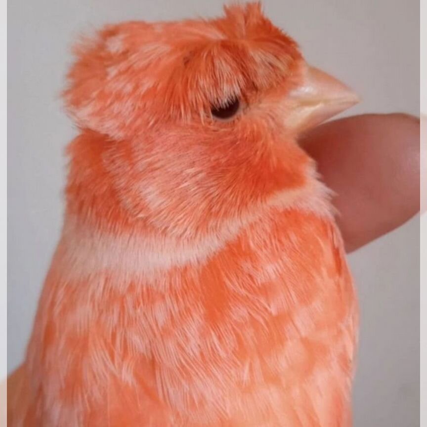 Красные канарейки