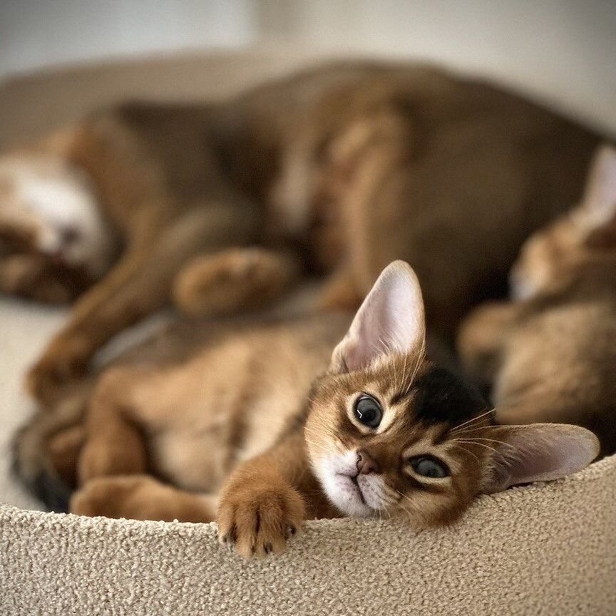 Абиссинский котёнок