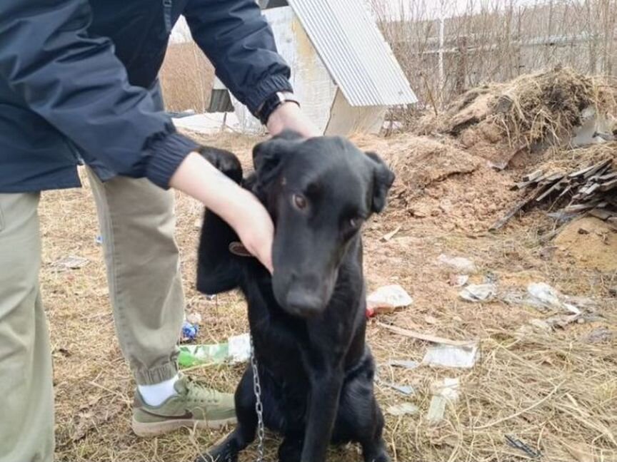 Брошенка 6 мес