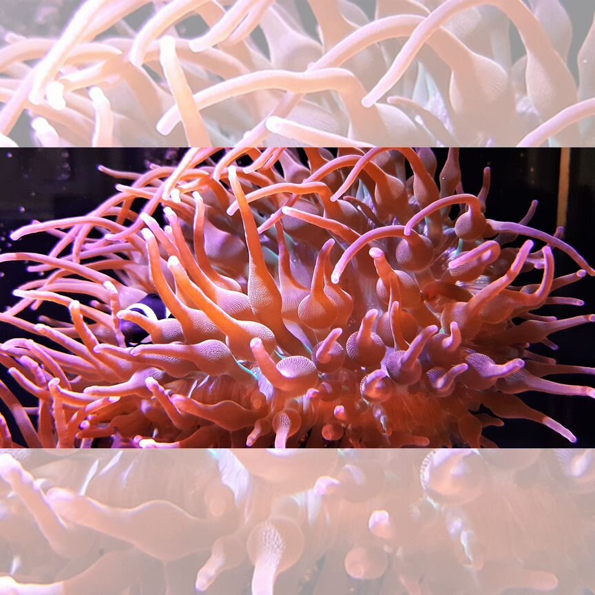 Кораллы спс, лпс, мягкие в морской аквариум
