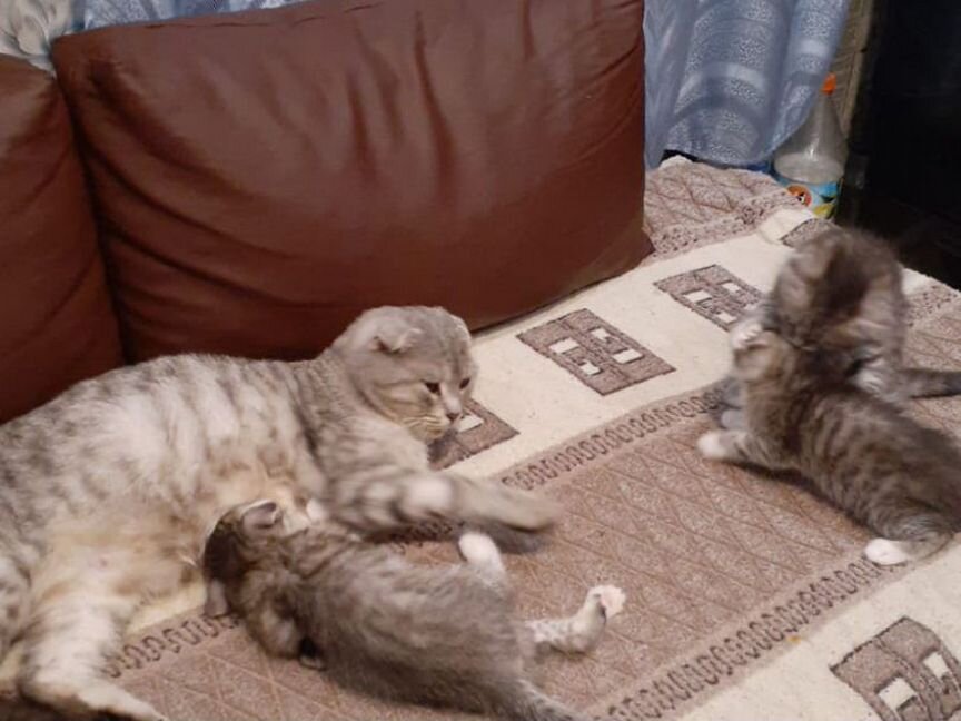 Шотландские котята