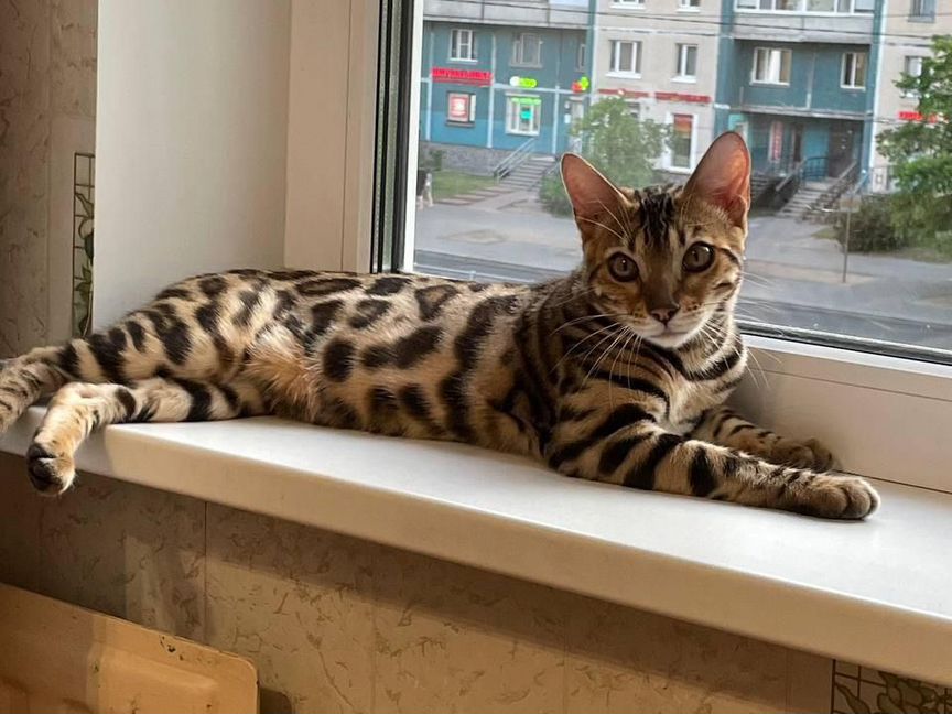 Бенгальская кошка бесплатно