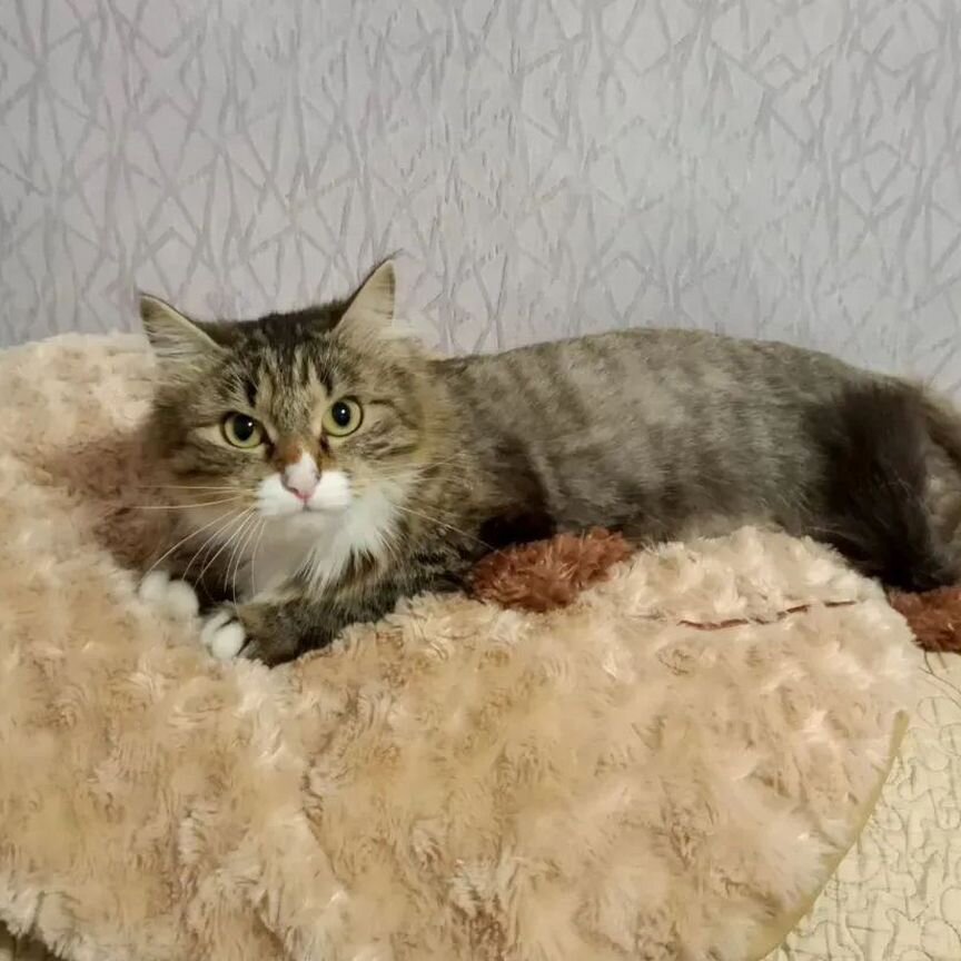 Взрослая кошка в добрые руки