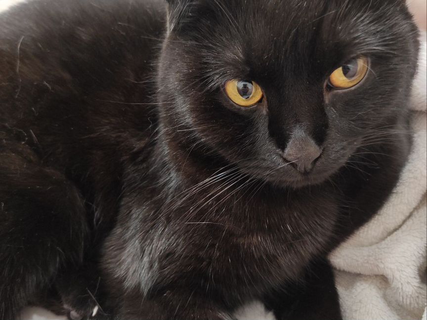 Британская вислоухая кошка