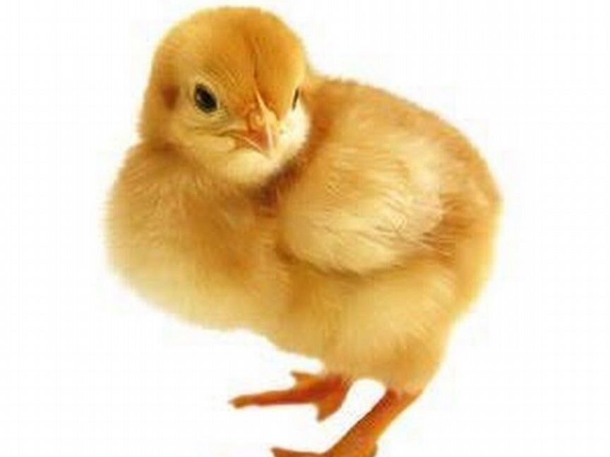 Петушок суточный