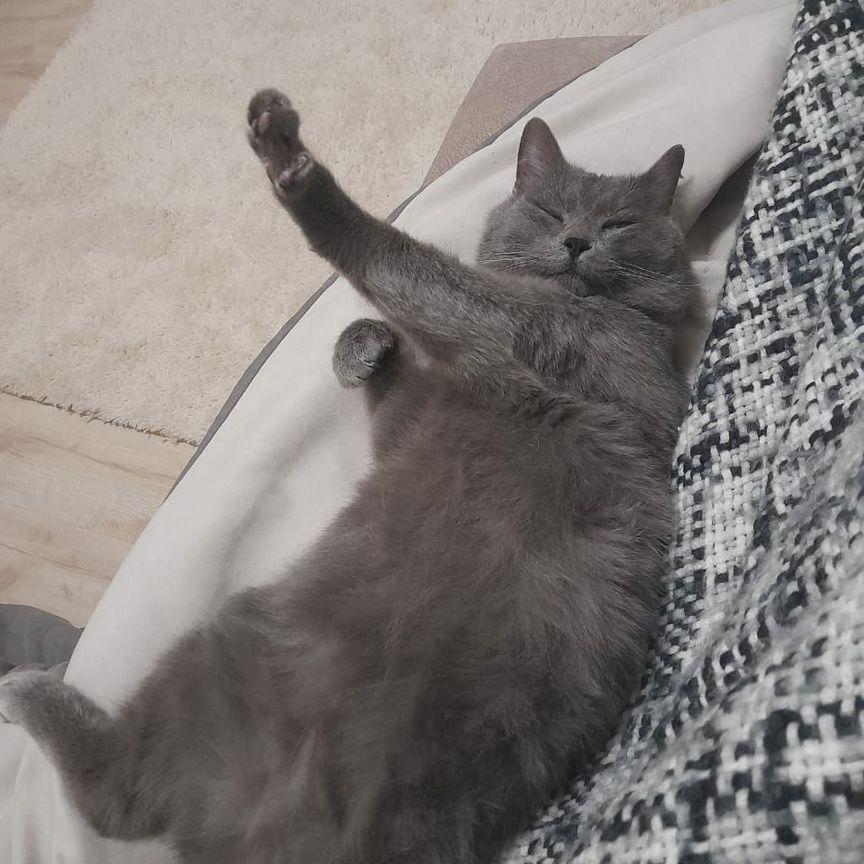Котик
