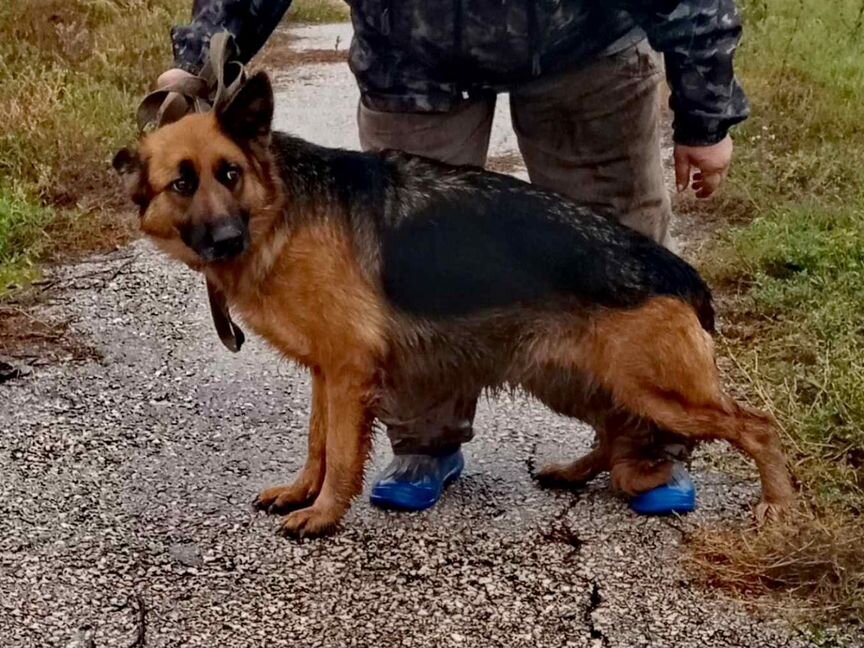 Подрощеный щенок