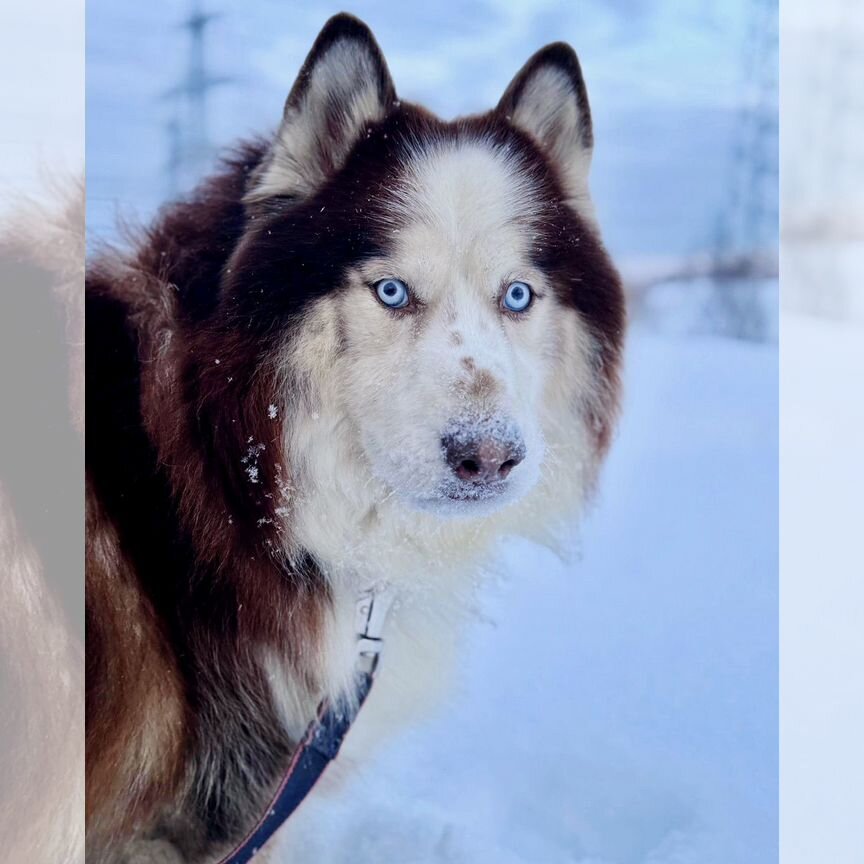 Аляскинский маламут, взрослый пёс