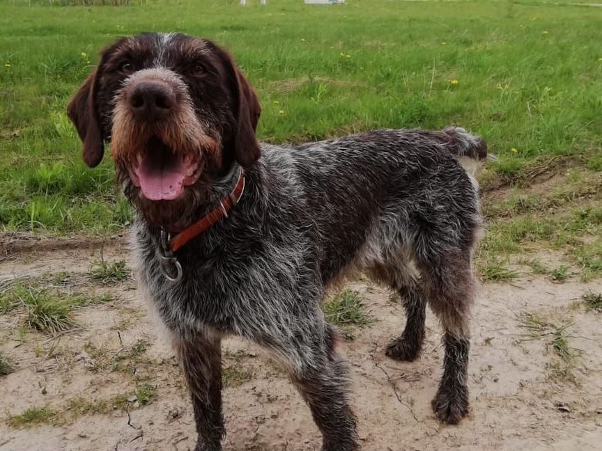 Дратхар рабочий