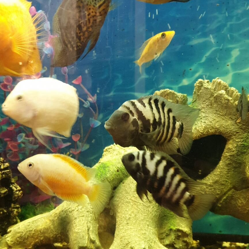 Цихлазомы молодь