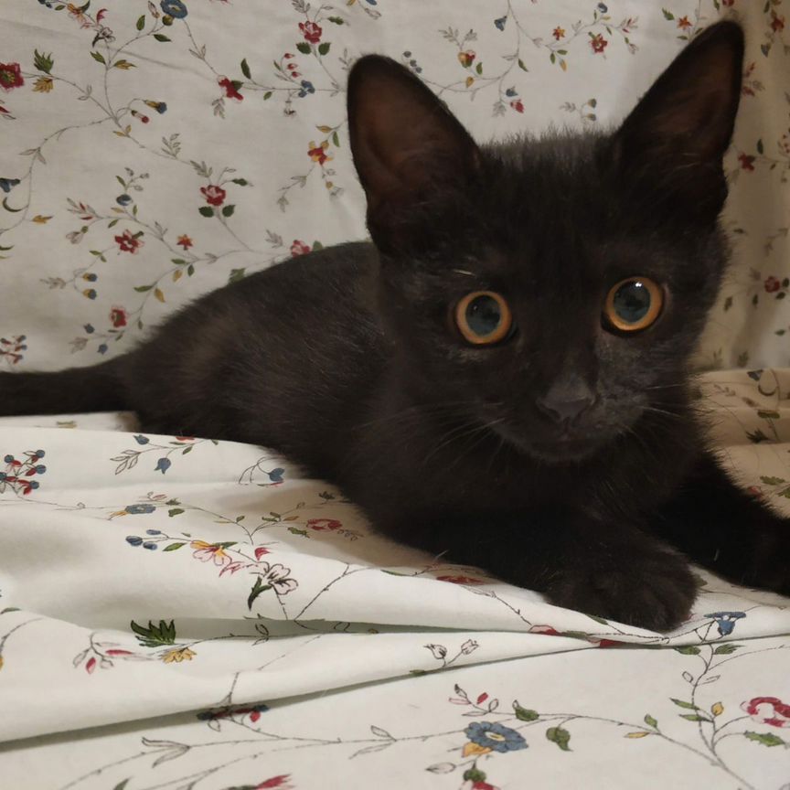 Маленькая Тьма ищет светлый дом