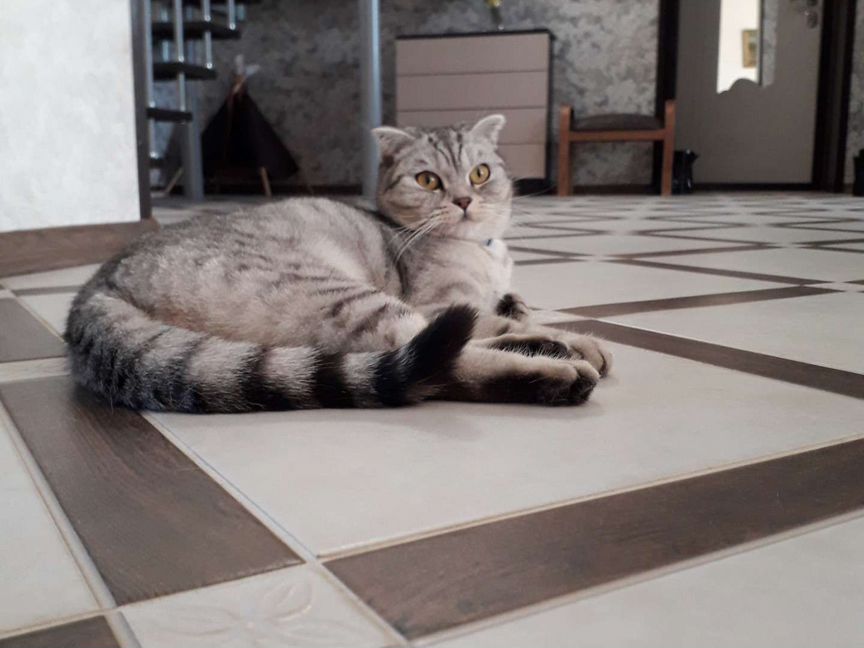 Кошка вислоухая британка