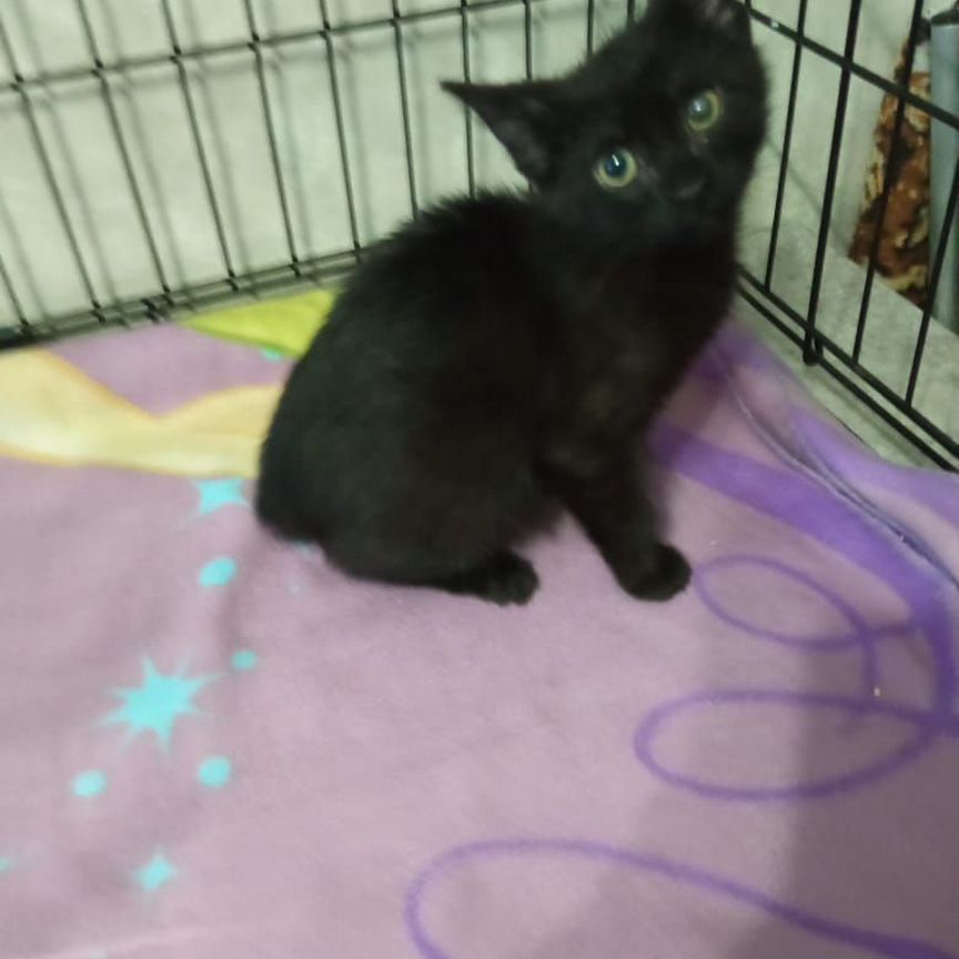 Котёнок бесплатно