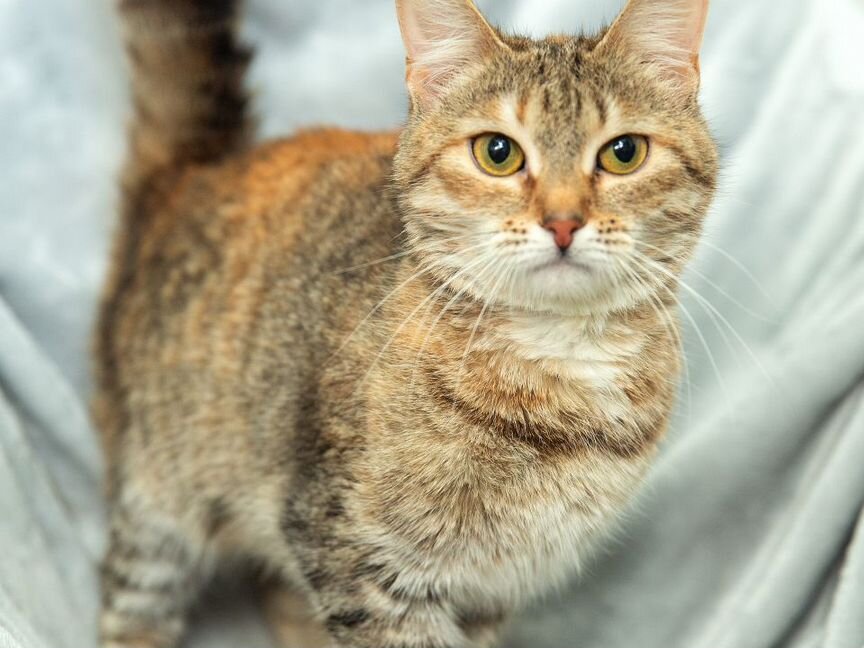 Кошейкв Сойка