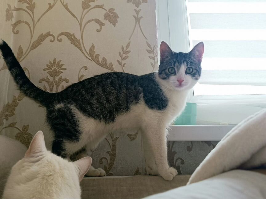 Котенок в добрые руки