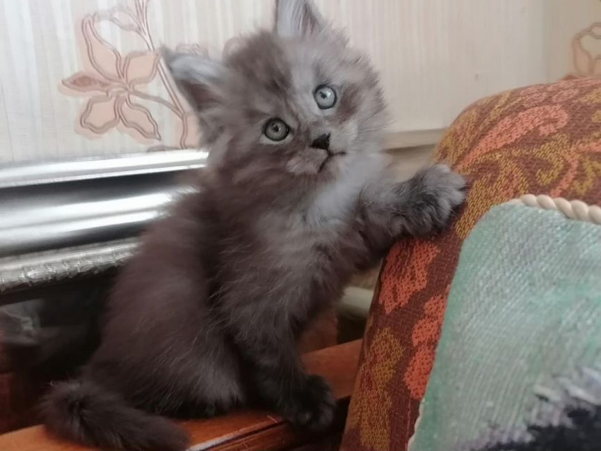 Мейн кун мальчик