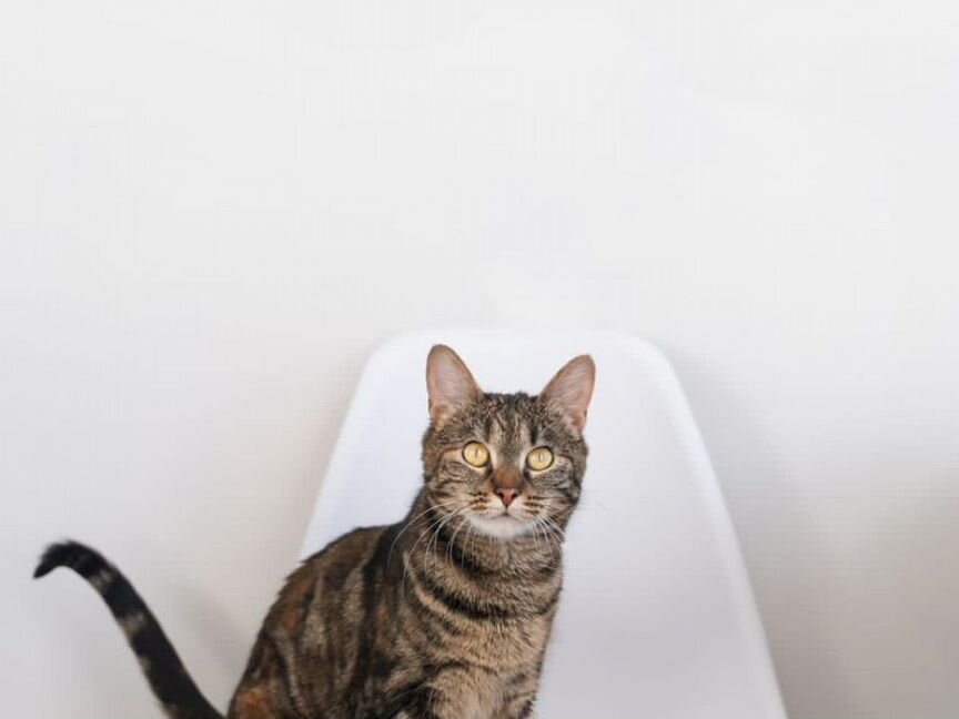 Кошка в добрые руки