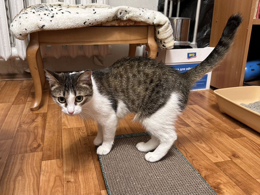 Мусеньке нужен дом