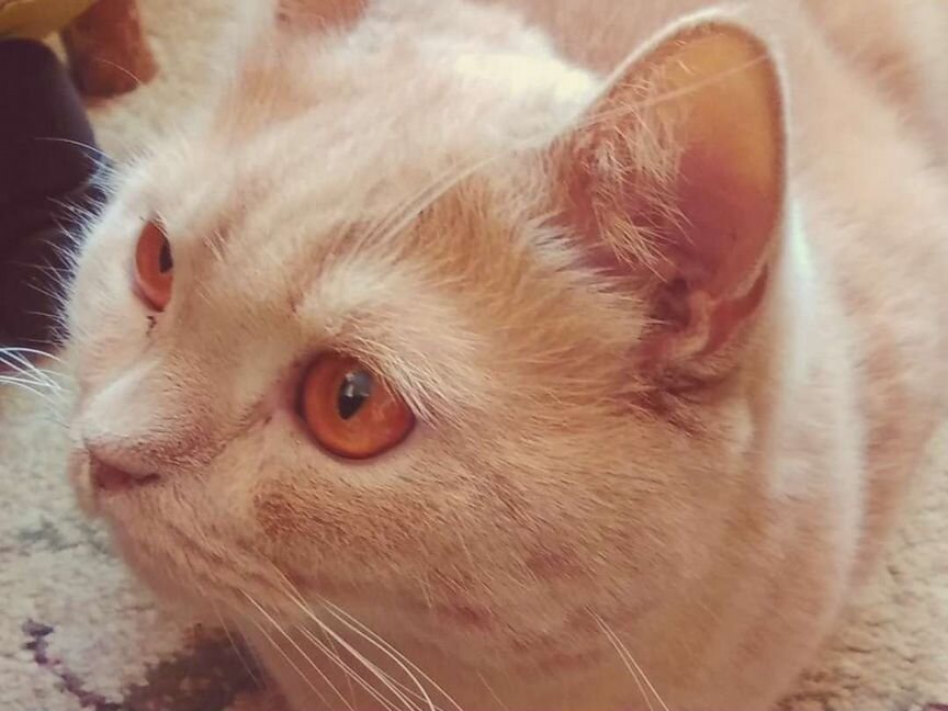 Лиловый британский кот