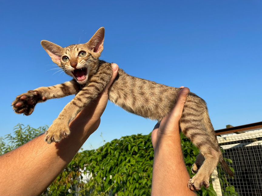 Ориентальные котик