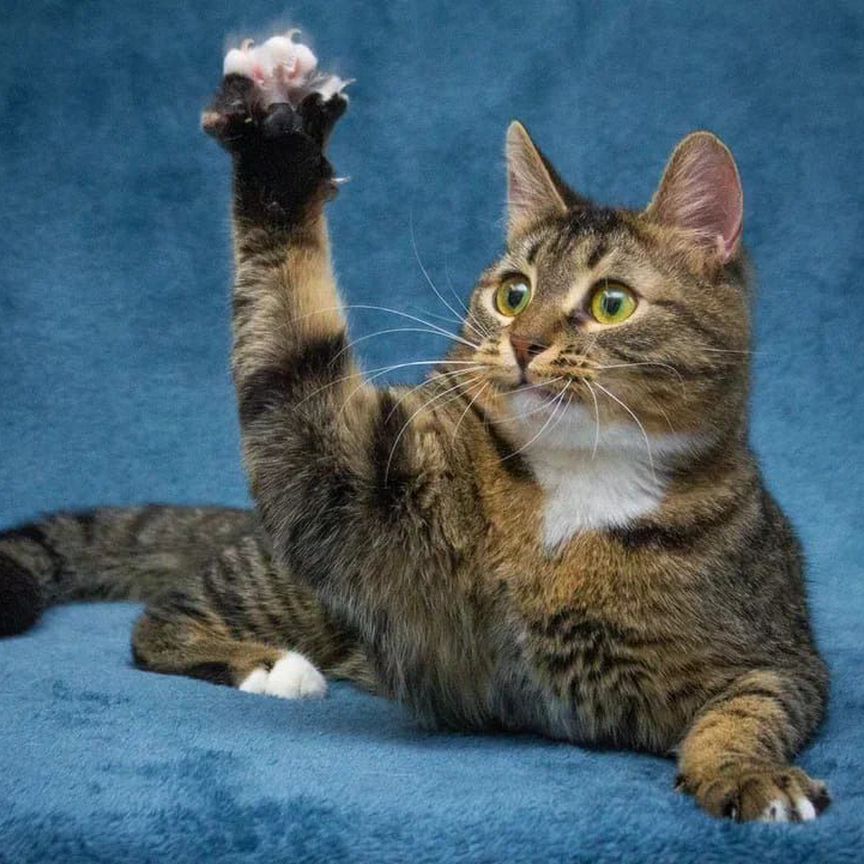 Милая кошка в добрые руки в дар