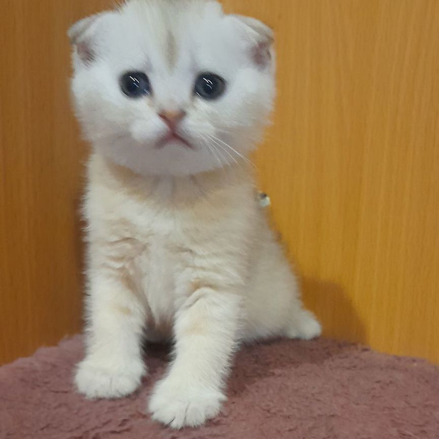 Шотландский вислоухий короткошёрстный котёнок