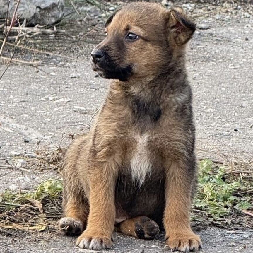 Щенок в добрые руки