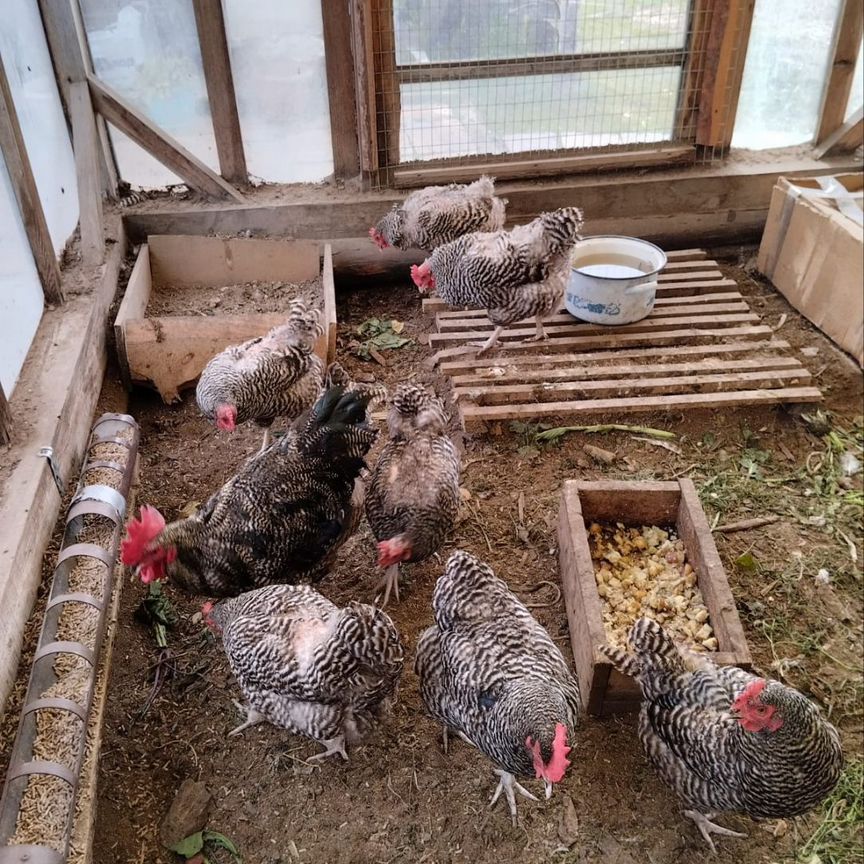 Продам 10 куриц несушек