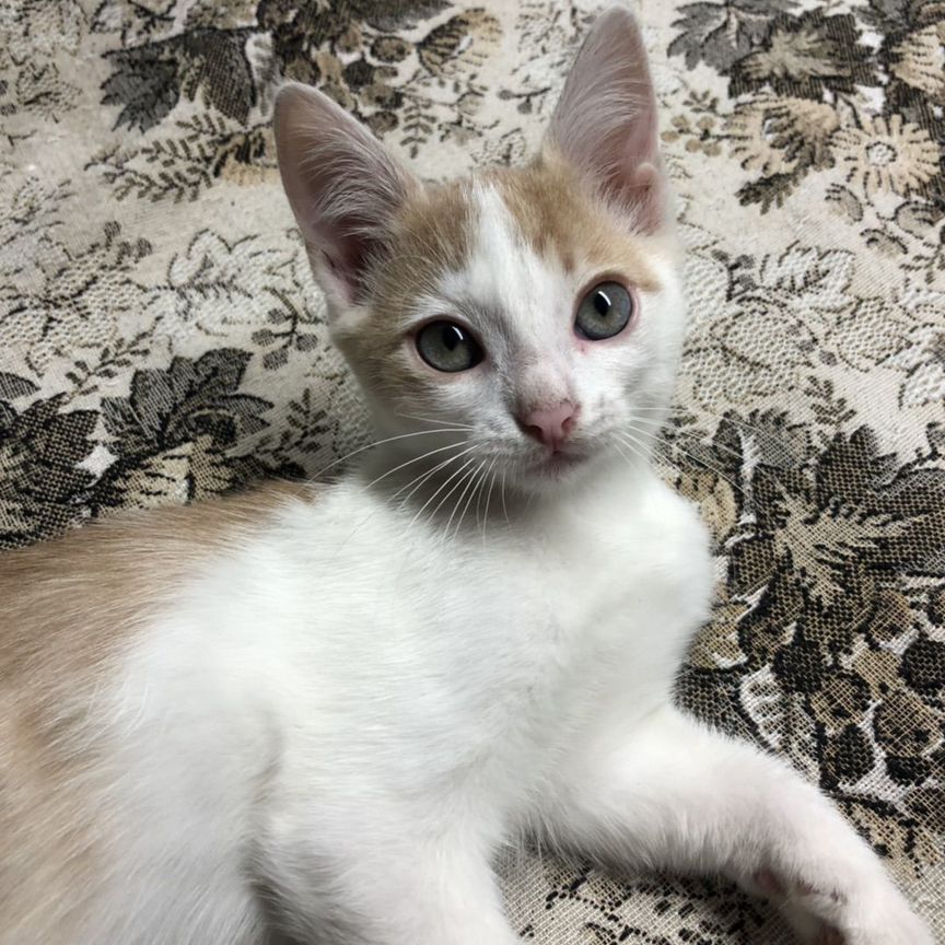 Отдам котика в добрые рукикотенку 4месяца