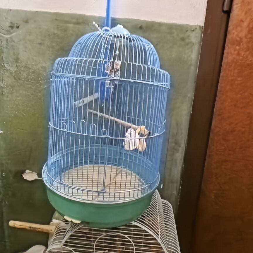 Клетка для попугая корелла