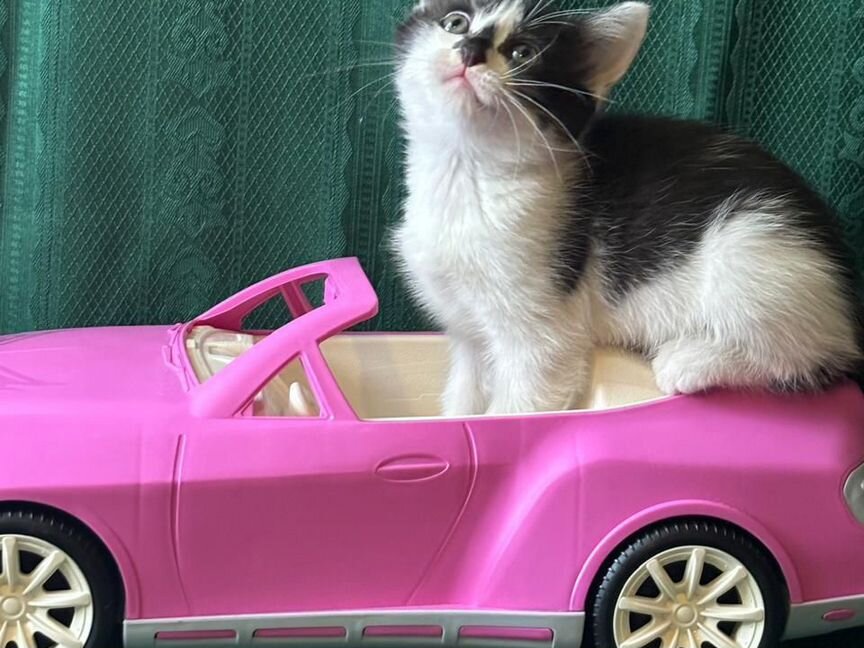 Мила, 1.5 месячная малютка