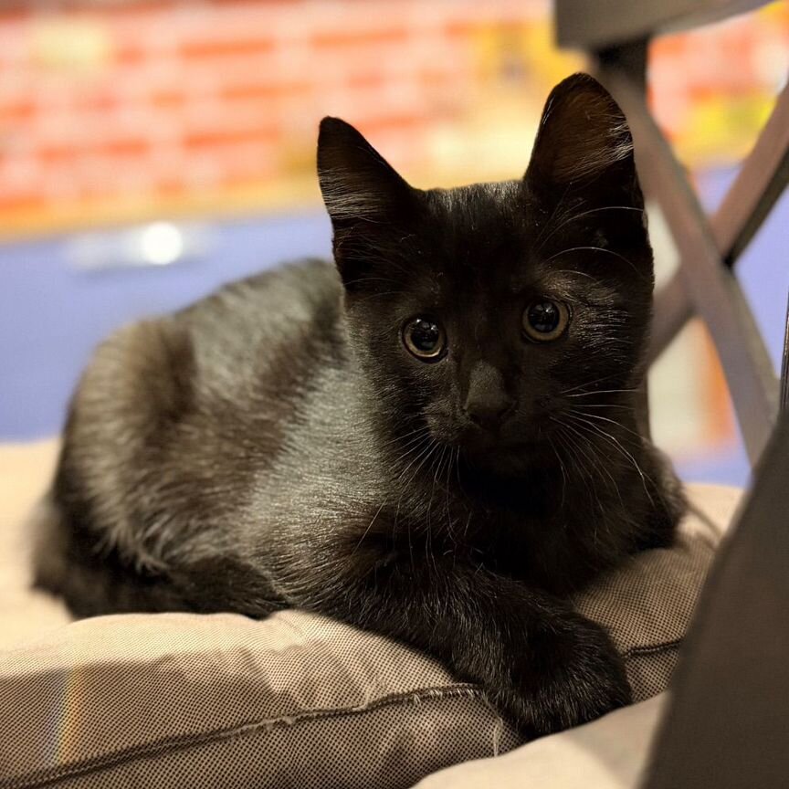 Котёнок в добрые руки