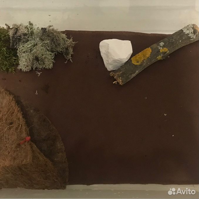 Улитяиник с улитками