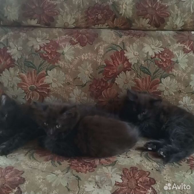 Отдам 3х котят и заплачу сто рубле