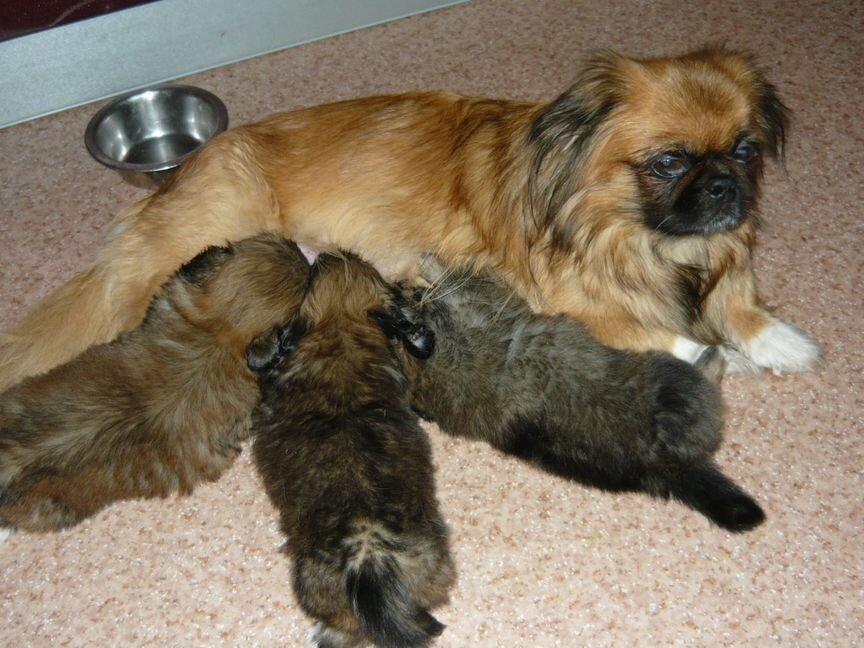 Продам щенков пекинеса