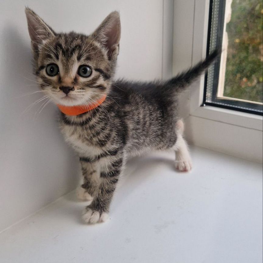 Котенок в добрые руки (девочка)