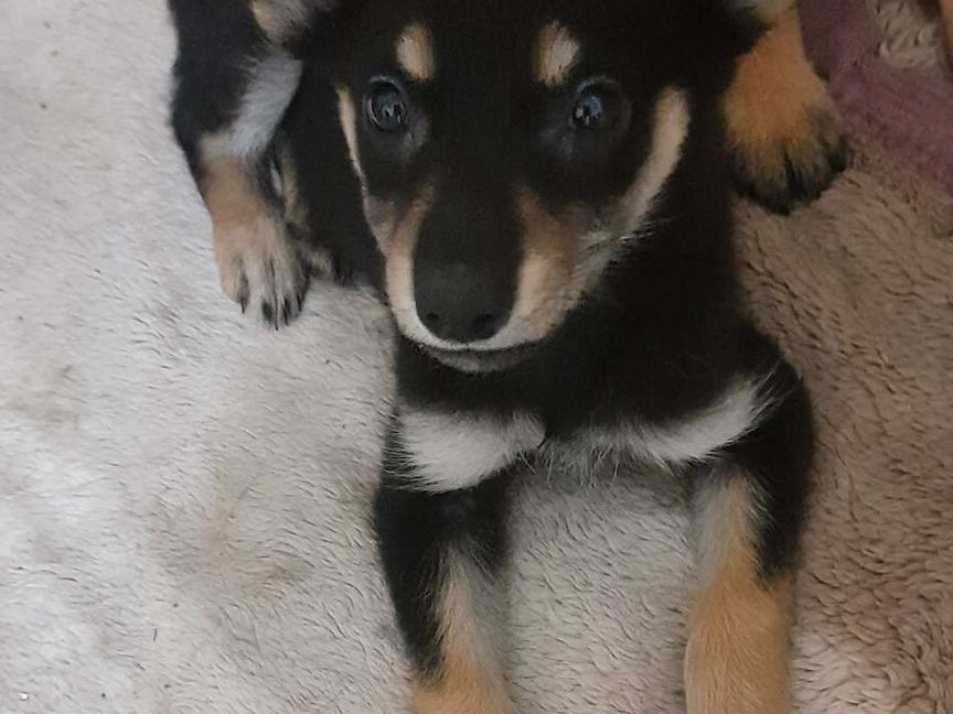 Щенок девочка- милашка