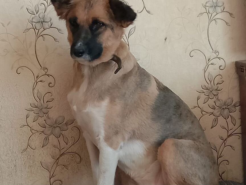 Собака