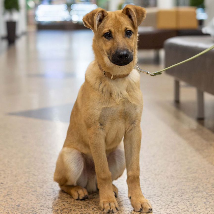 Щенок в добрые руки