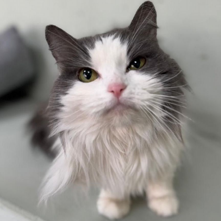 Красавица Сказка, кошка из приюта в добрые руки