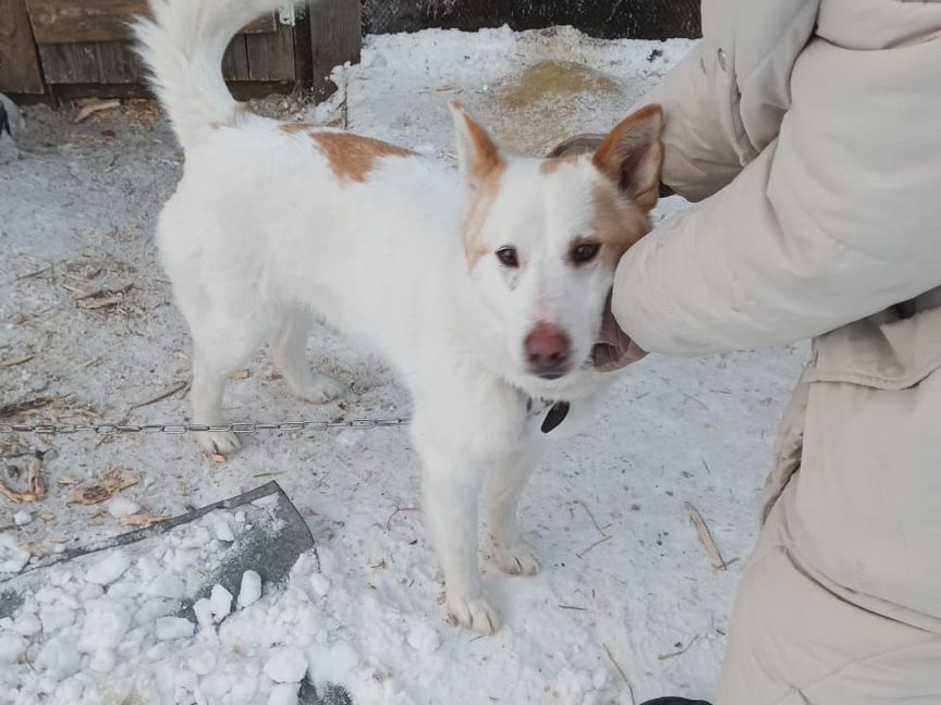 Над Вулканом издевался хозяин