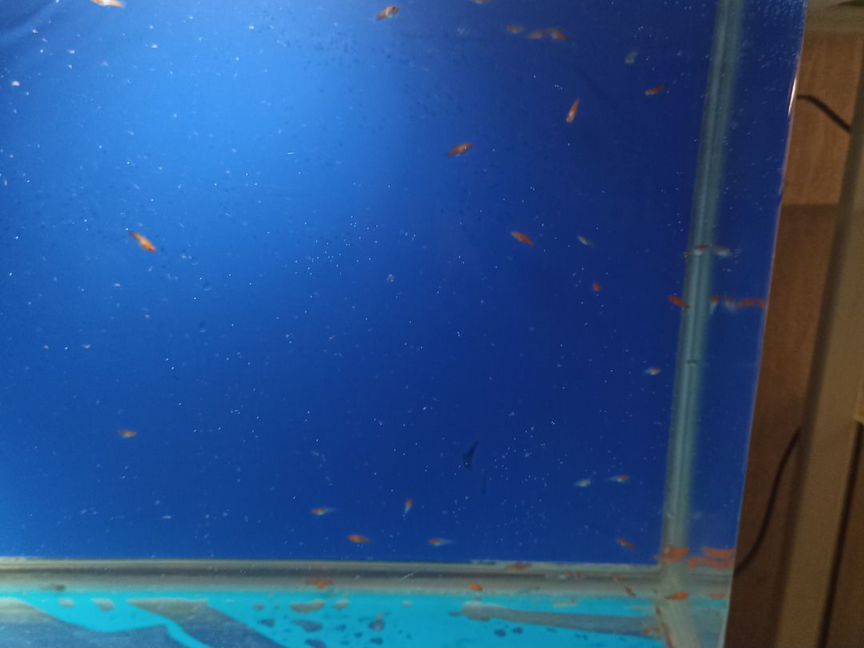 Аквариумные рыбки