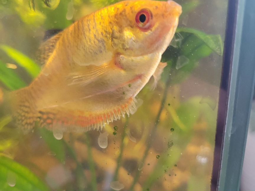 Аквариумные рыбки гурами пара