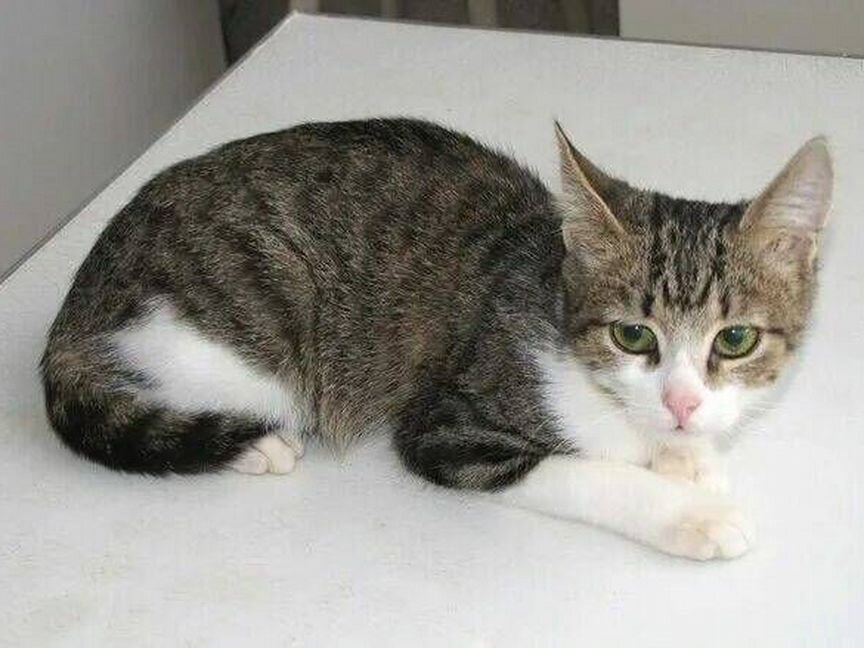 Котенок Мурка, 4 месяца